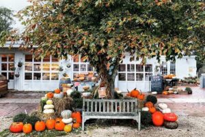 TEN FESTIVE WAYS TO EMBRACE THIS FALL SEASON OUT EAST - HAMPTONS SOCIAL